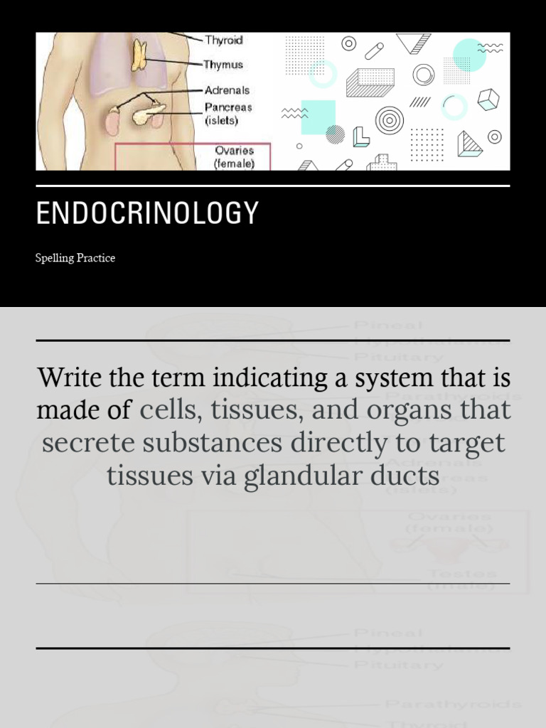 Endocrine System - Spelling Practice | PDF
