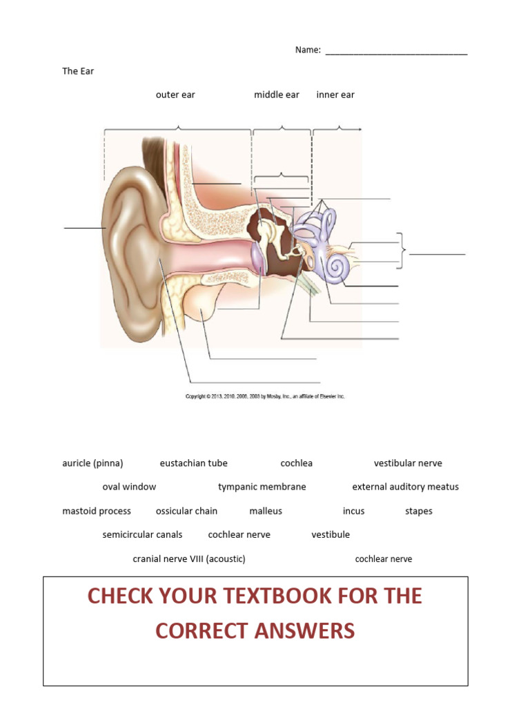 Labeled Ear Anatomy Diagram | PDF