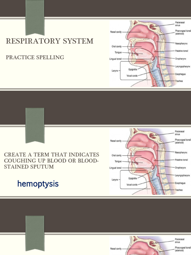 Respiratory System Spelling Practice | PDF