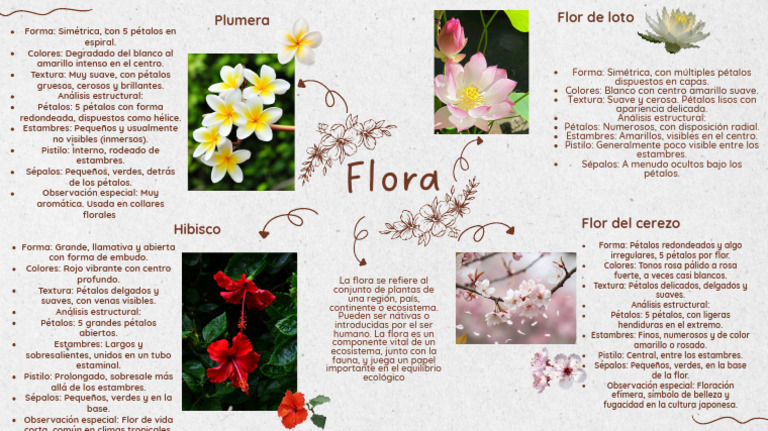 Mapa conceptual de flores y su flora | PDF | Flores | Pétalo