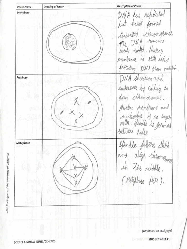 Mitosis and Meiosis Drawing Practice | PDF