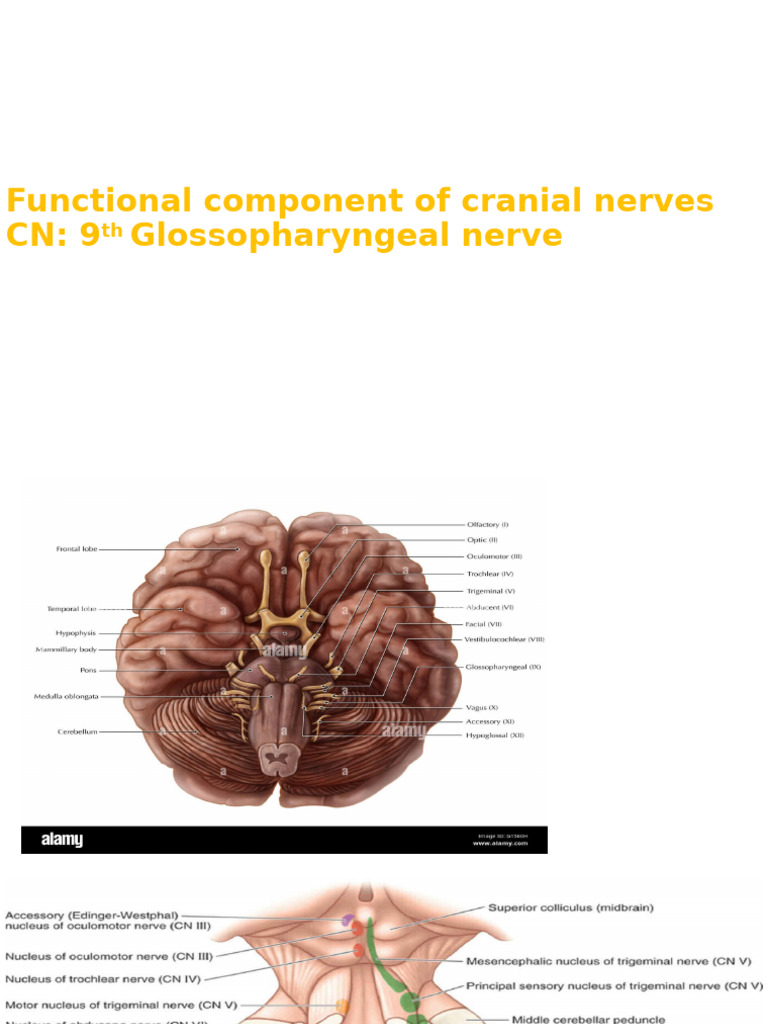 CN 9th Glossopharyngeal Nerve | PDF | Human Anatomy | Human Head And Neck