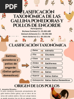 Partes de Una Gallina y Sus Funciones | PDF | Pollo | Pluma