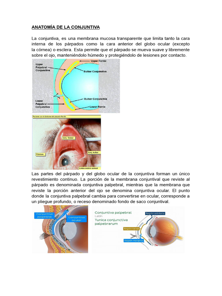 Clase 5 - Anatom-A de La Conjuntiva | PDF | Epitelio | Córnea