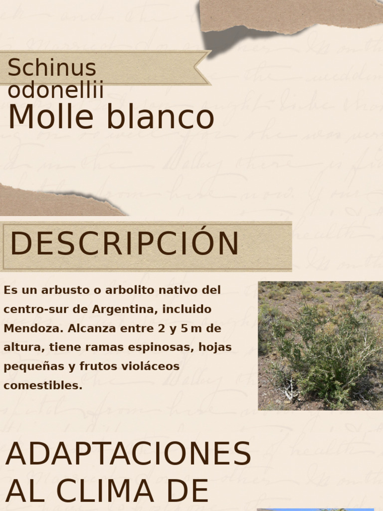 Schinus Odonellii - Molle Blanco | PDF