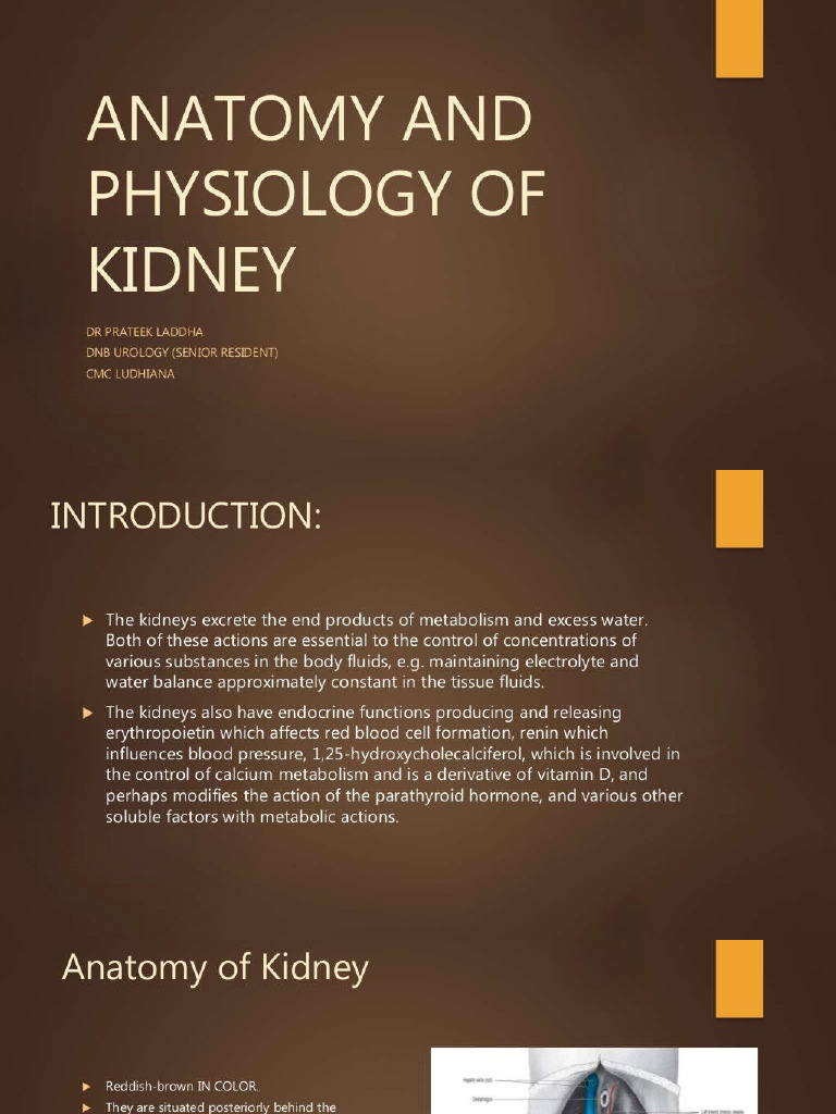 Anatomy and Physiology of Kidney 2 | PDF