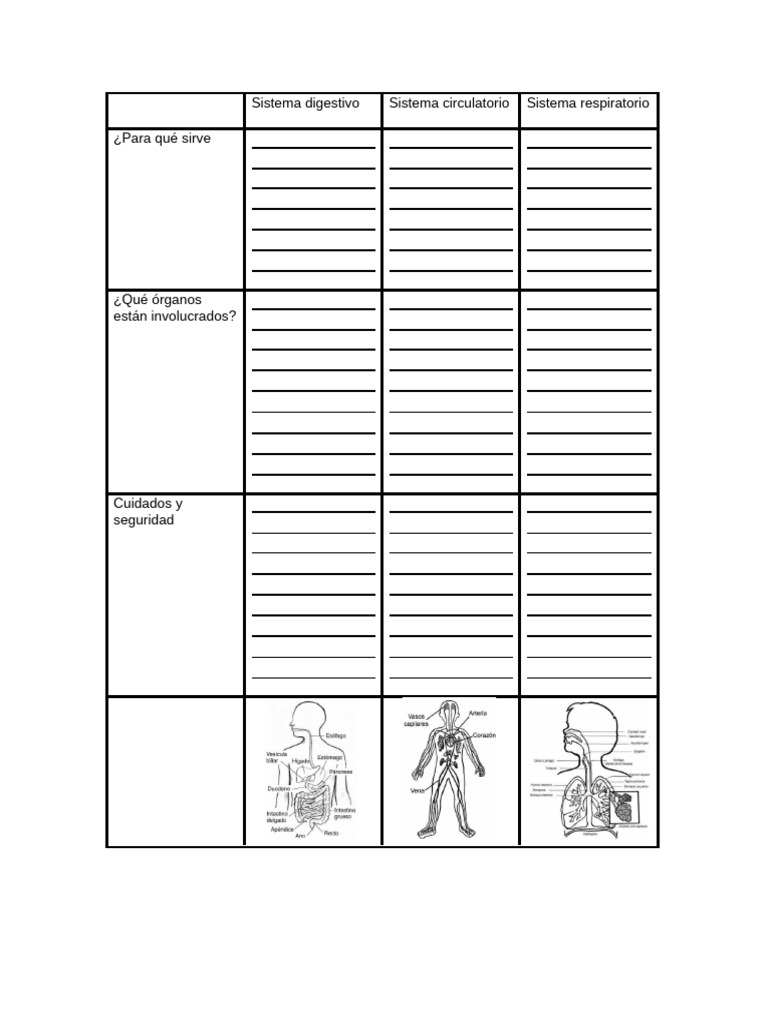 Aparatos Digestivo, Circulatorio y Respiratorio | PDF