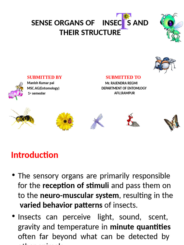 S and Sense Organs of Insec Their Structure: Submitted by Submitted To ...