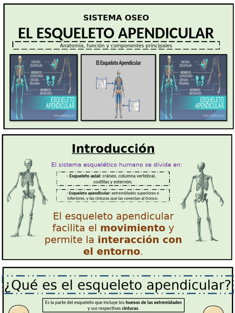 El Esqueleto Apendicular | PDF