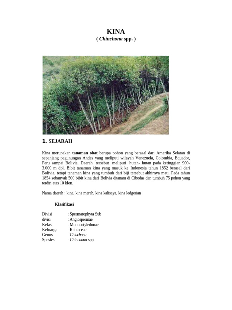 Budidaya Tanaman Kina | PDF