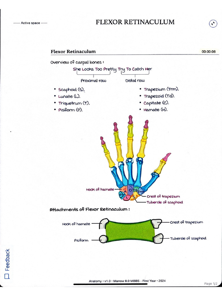 Flexor Retinaculum | PDF