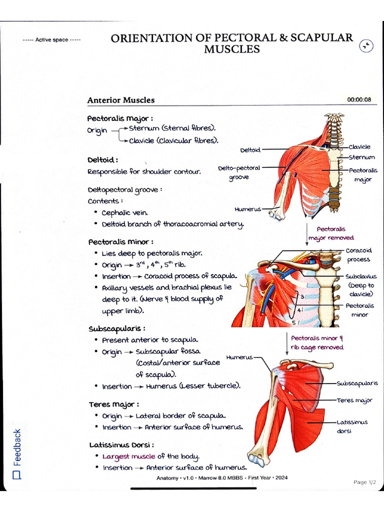 Orientation of Pectoral and Scapular Muscles | PDF