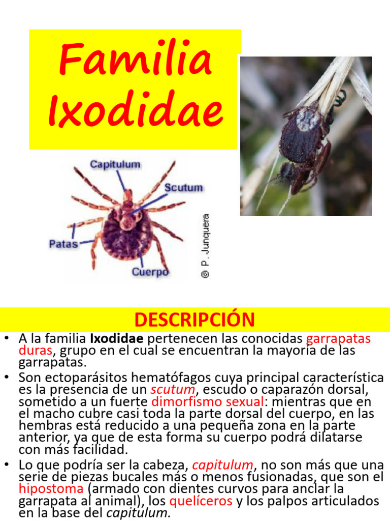 4 Familia Ixodidae Parasitologia | PDF | Biología | Zoología