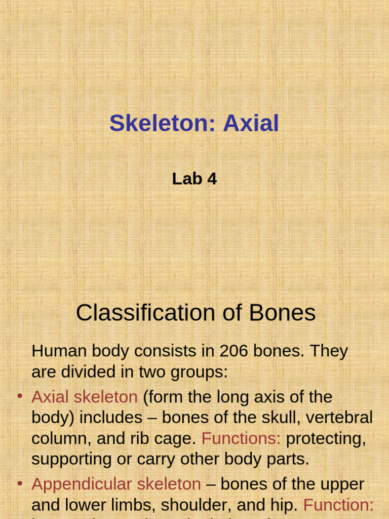 Lab 4 Skeleton Axial | PDF | Vertebra | Vertebral Column