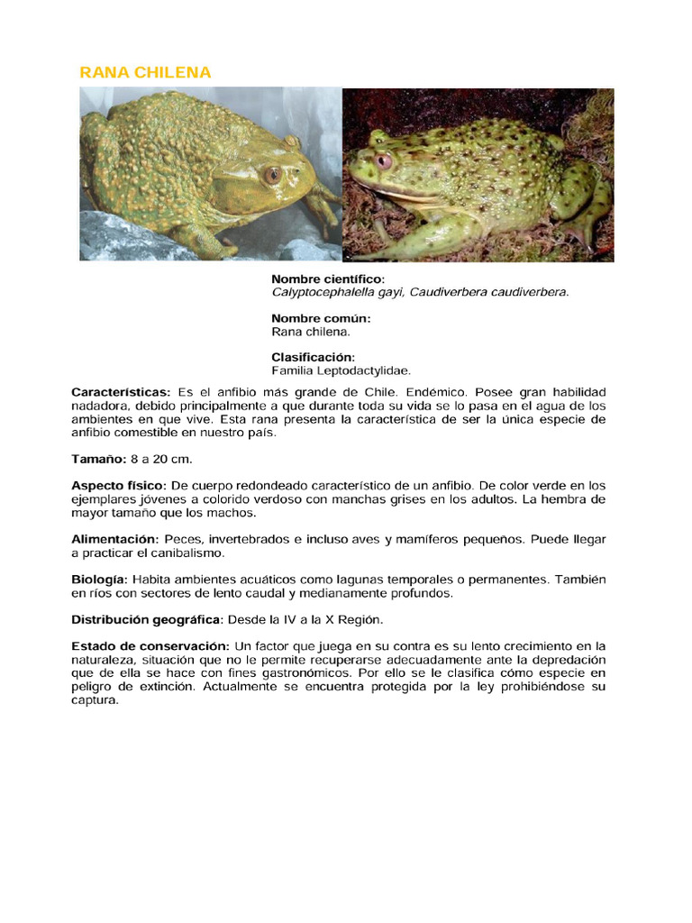 Anuro Chileno 3 | PDF