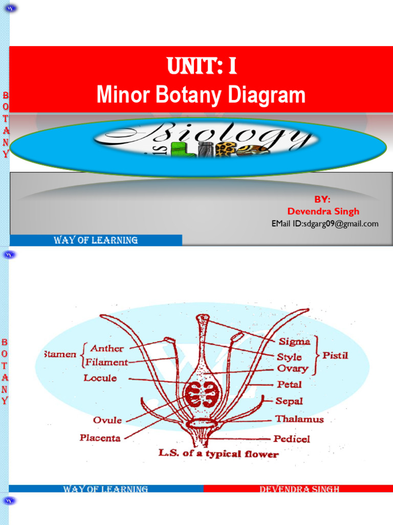 Minor Botany Diagram | PDF