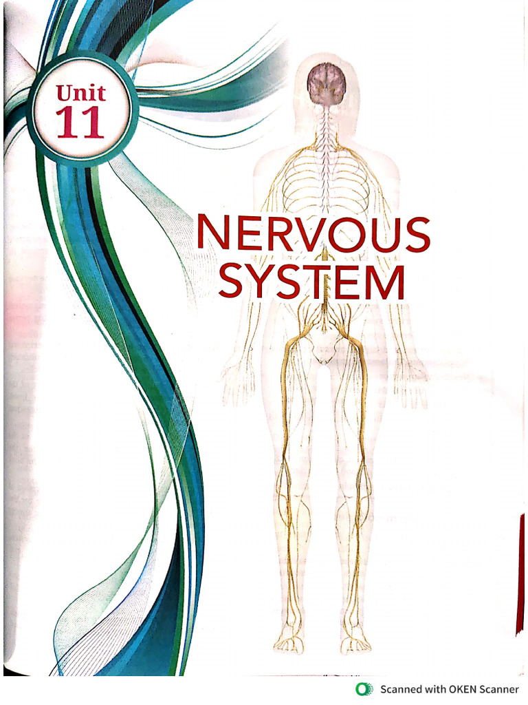 Physiology of Nervous System | PDF