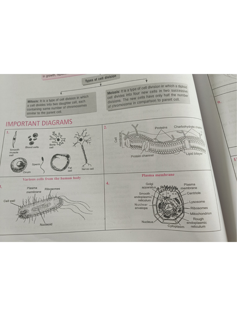 Biology Grade 9 Important Diagrams | PDF