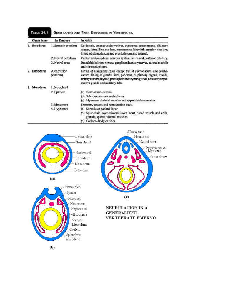 Germ Layers and Their Fate Map | PDF