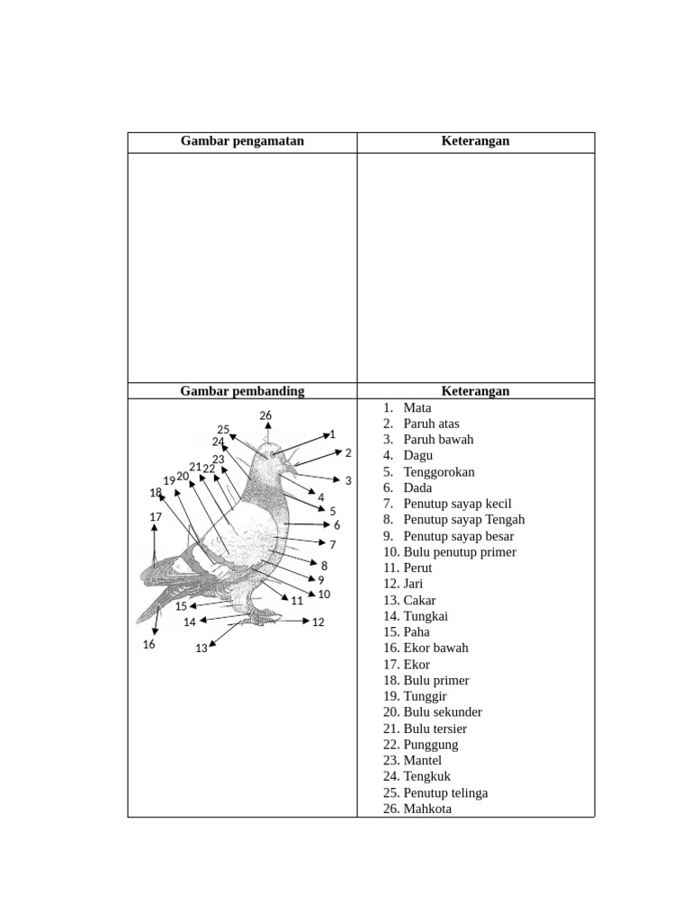 Gambar Pengamatan | PDF
