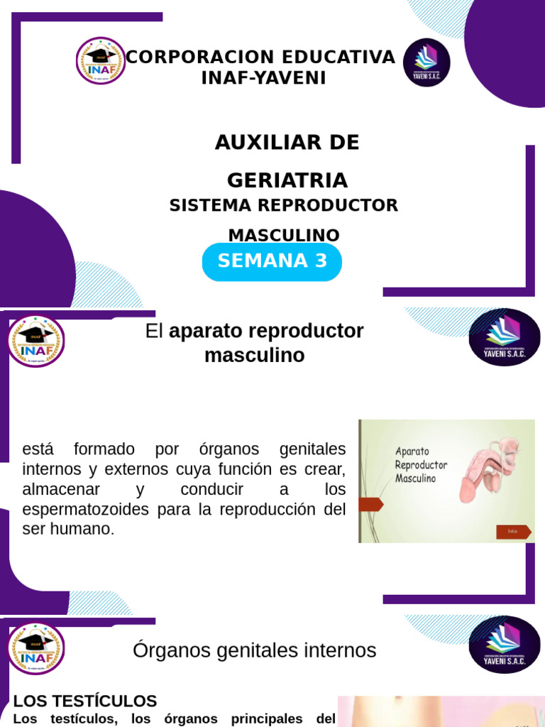 Sistema Reproductor Masculino | PDF | Sistema reproductivo | Órgano ...