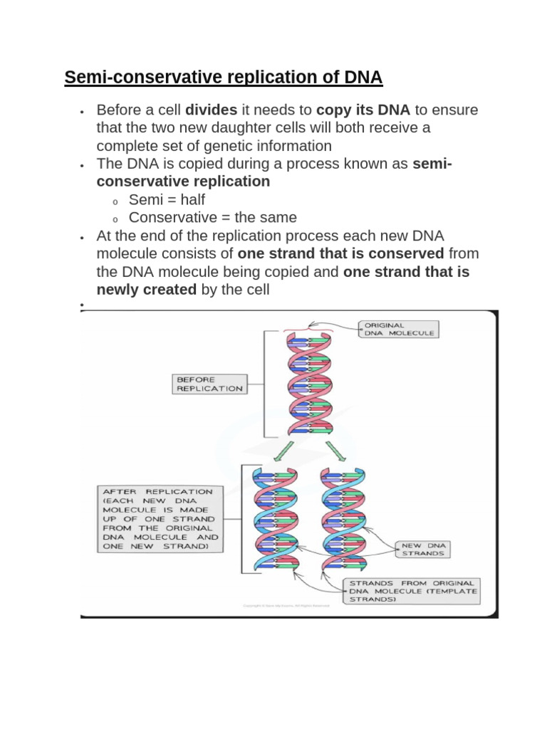Semi-Conservative DNA Replication Explained | PDF | Dna Replication | Dna