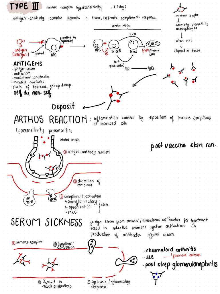 Hypersensitivity Type 3 | PDF | Antibody | Immune System