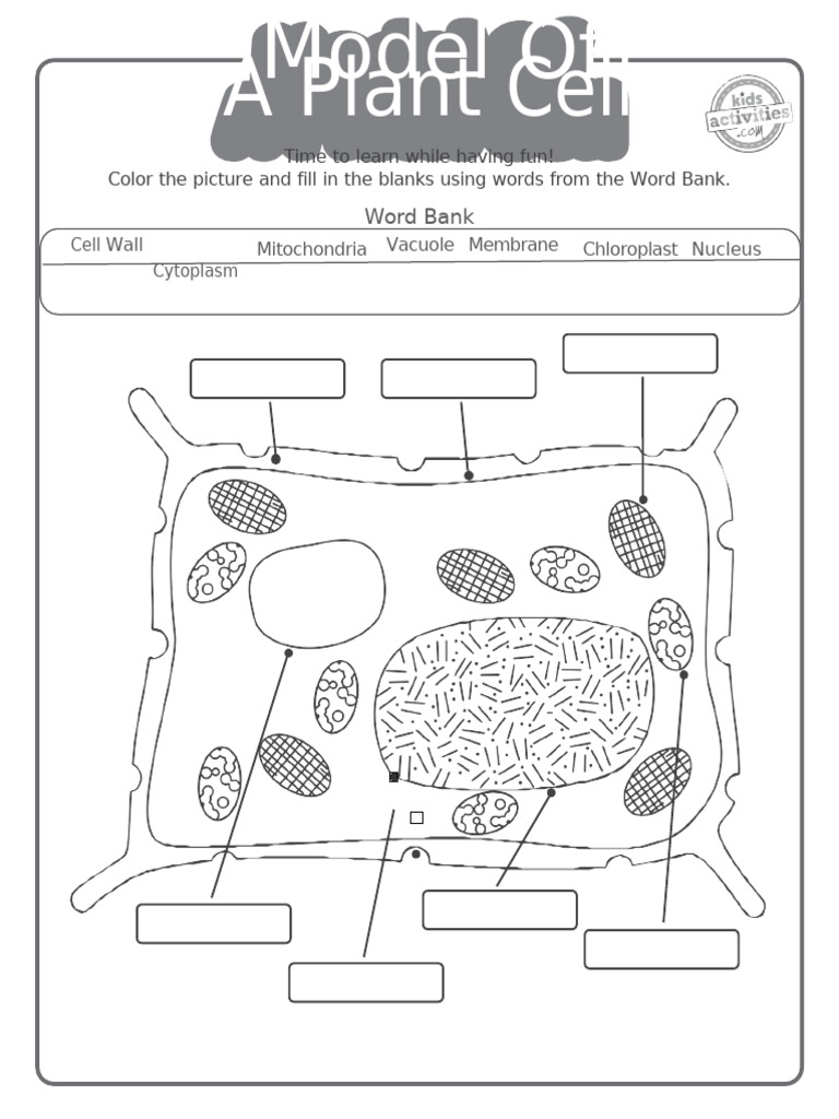 Model of A Plant Cell Coloring Pages | PDF