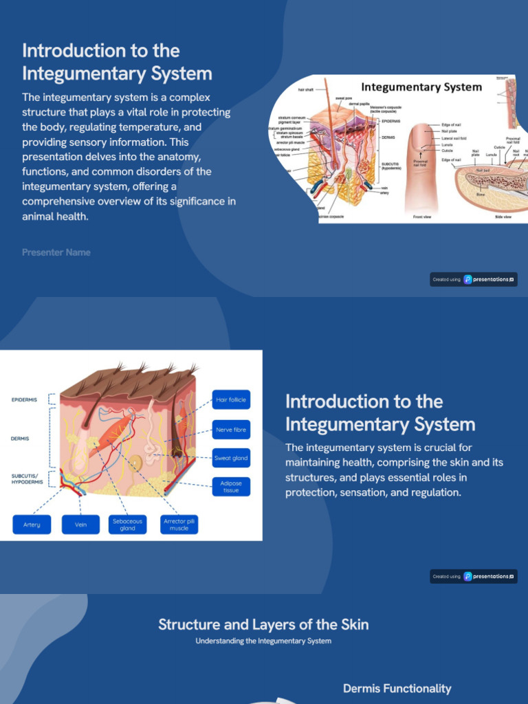 Integumentary System | PDF