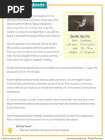 Year 7 CAT Test Sample Test | PDF | Shape | Matrix (Mathematics)