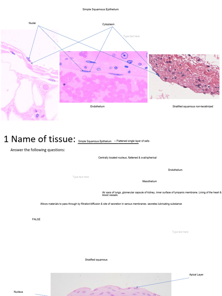 Histology Pre-Practical Summary Handout | PDF | Epithelium | Connective ...