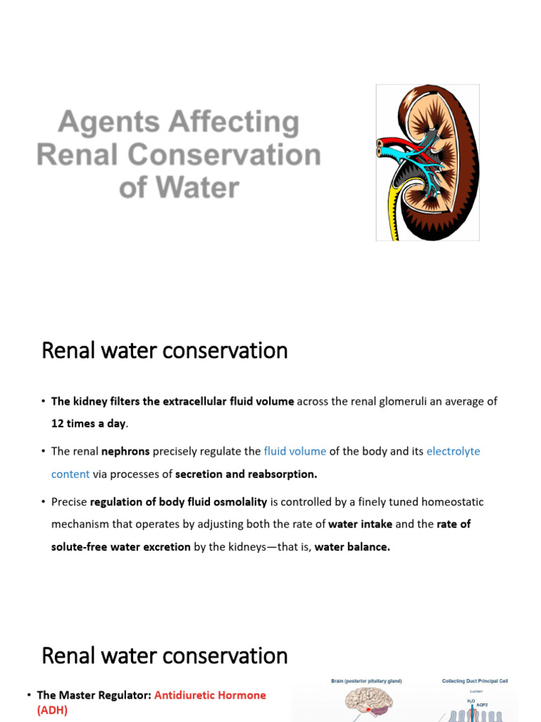 Agents Influencing Renal Water Conservation | PDF | Kidney | Medical ...