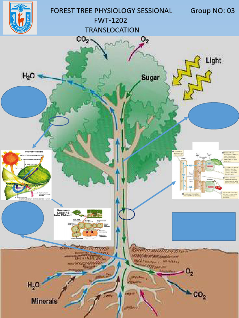Translocation of Sap in Trees | PDF