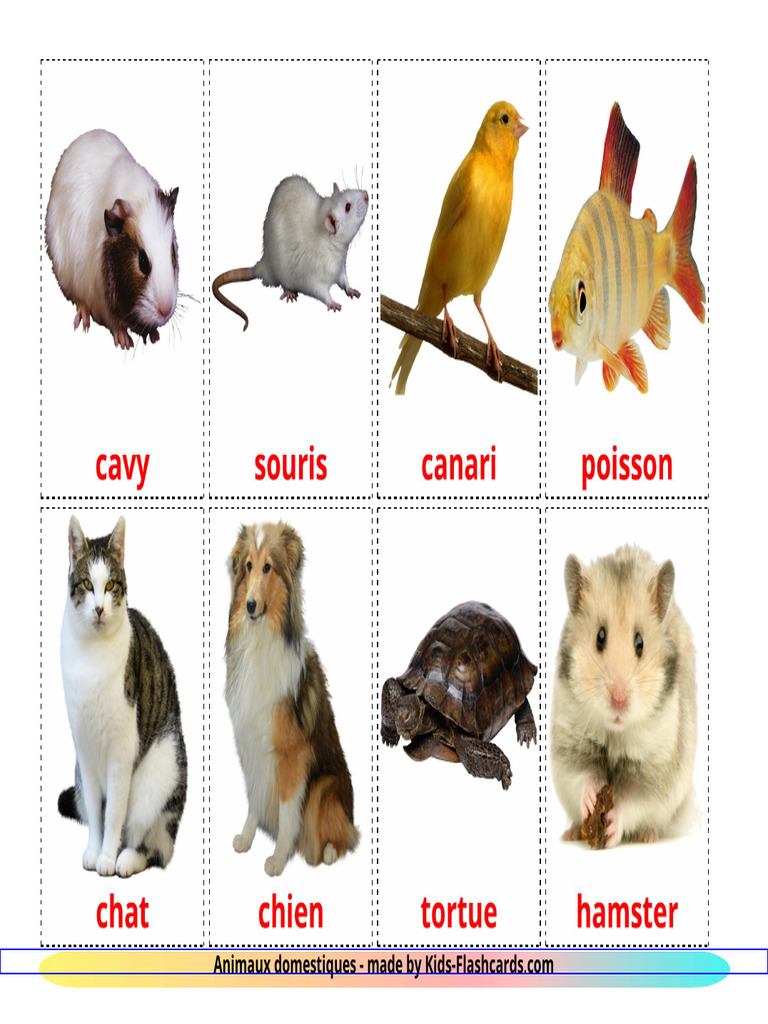 Animaux Domestiques 8 A4 | PDF