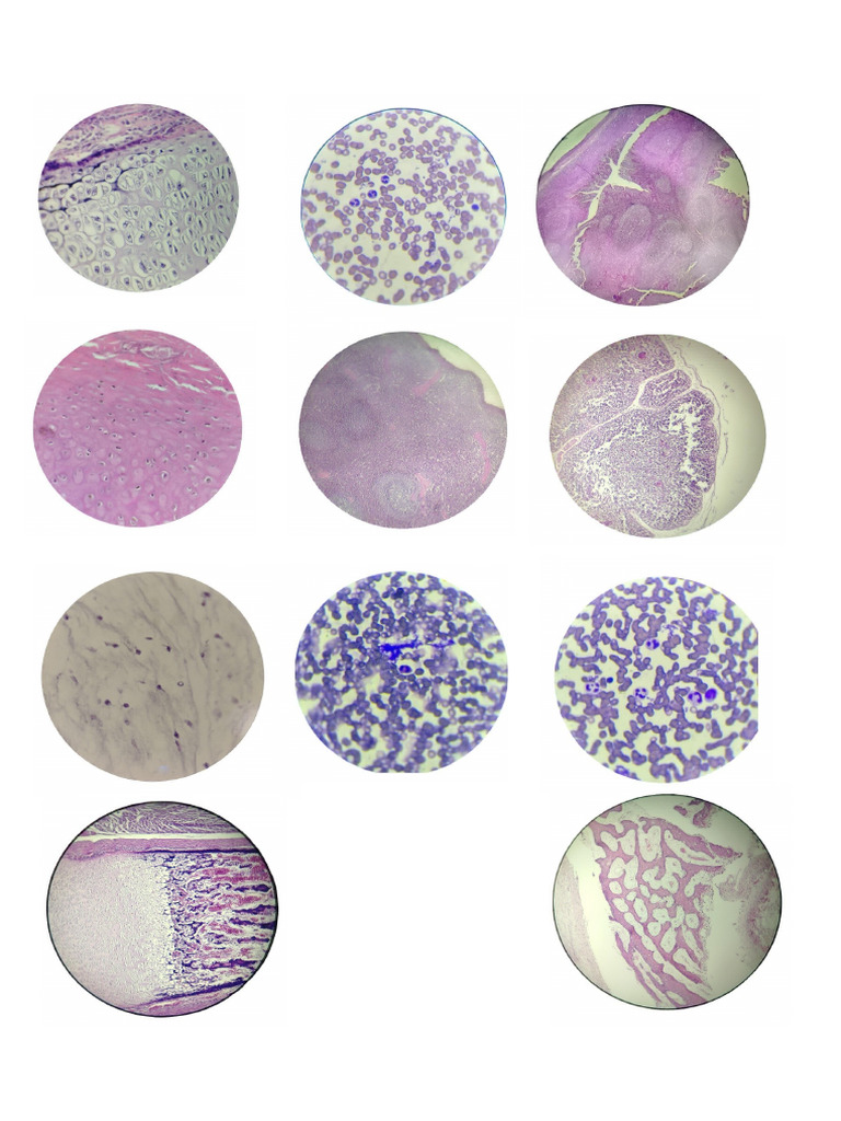 Laminas U. LLL | PDF