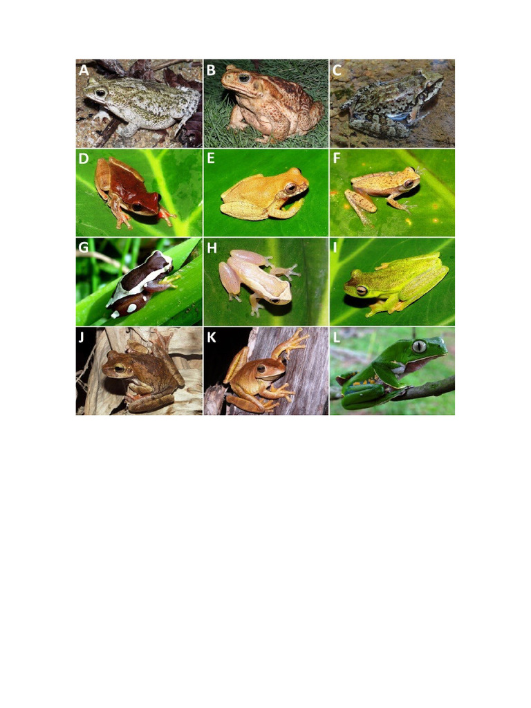 10 Sapos | PDF