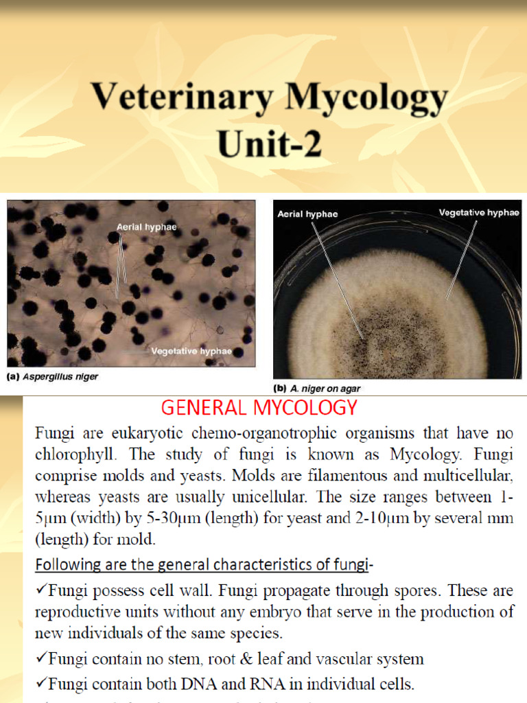 General Mycology Morphology and Spores | PDF | Fungus | Spore