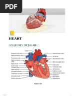 Circulatory System - Multiple Choice Questions (MCQS) | PDF