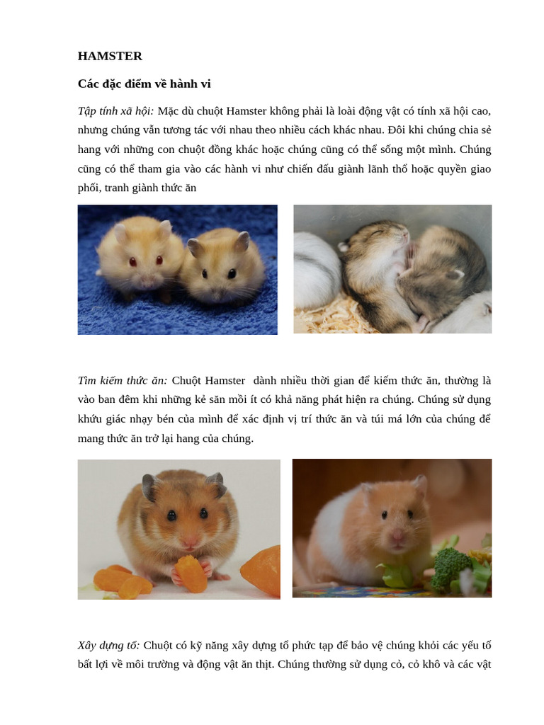 HAMSTER | PDF