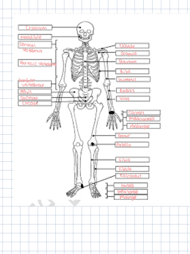 Skeleton | PDF