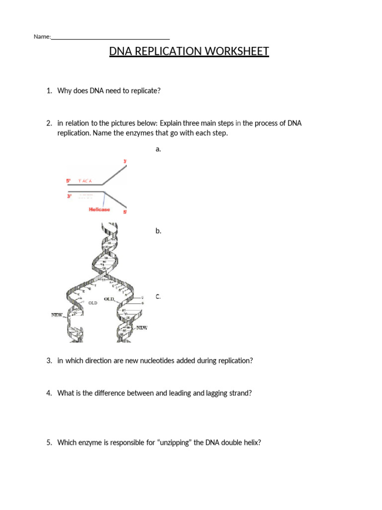 DNA Replication Worksheet Guide | PDF