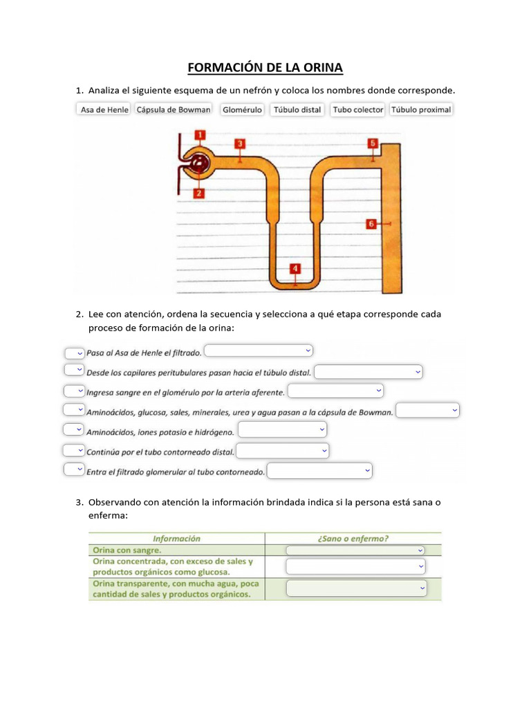 Formación de La Orina | PDF