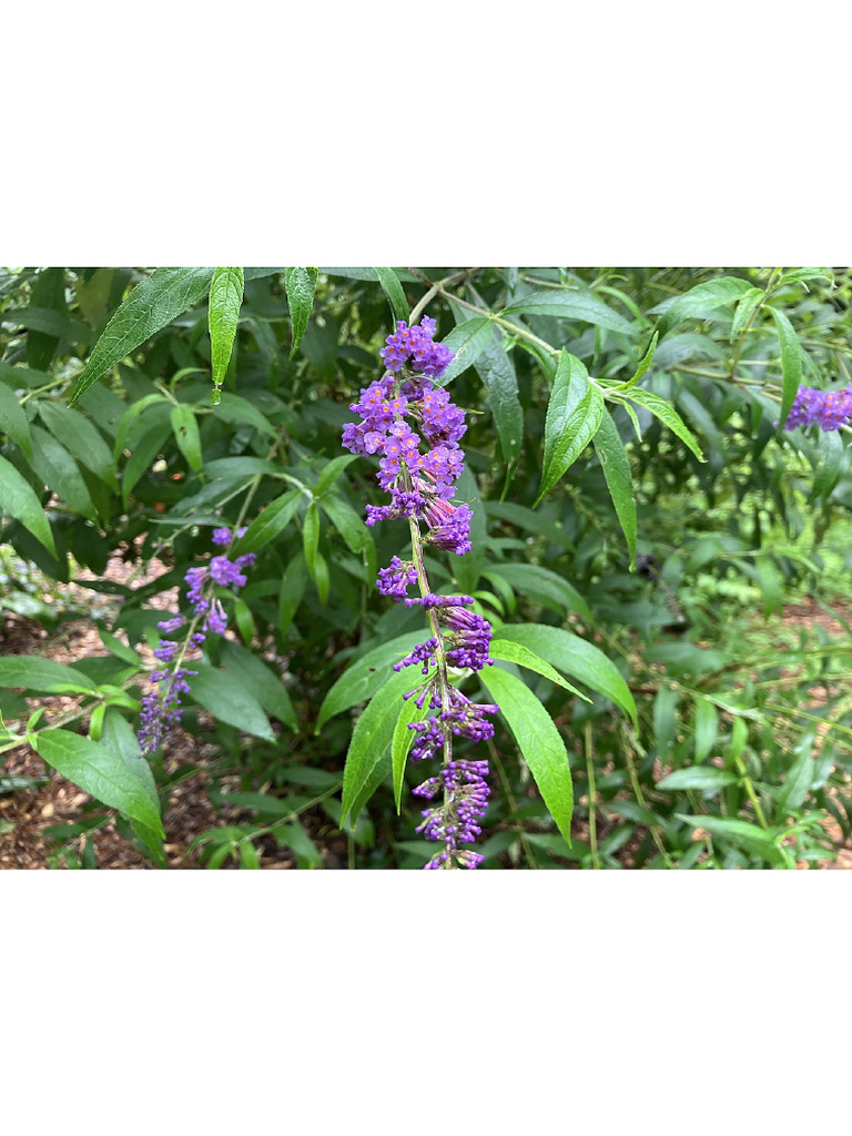 Purple Flower | PDF