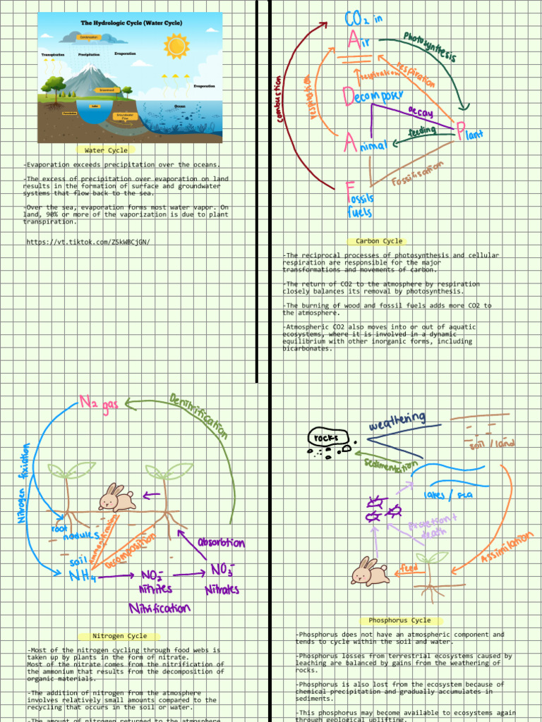Bio 330 Chapter 4 Cycles - Iman | PDF