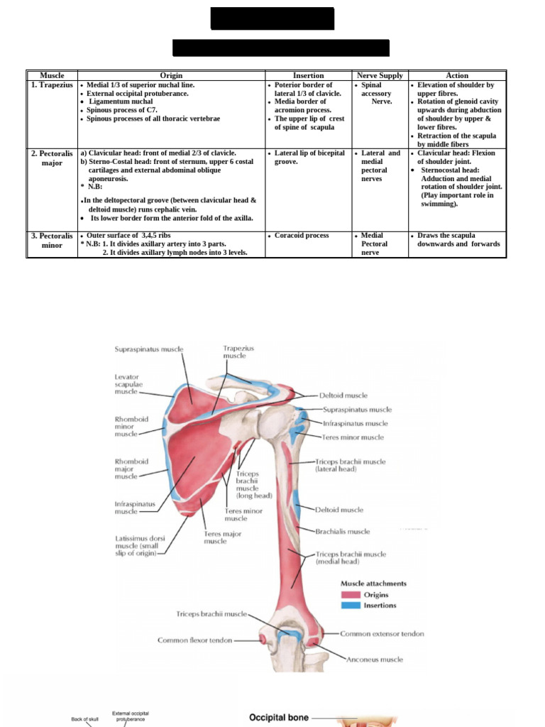 Muscles of Shoulder Region | PDF | Shoulder | Limbs (Anatomy)