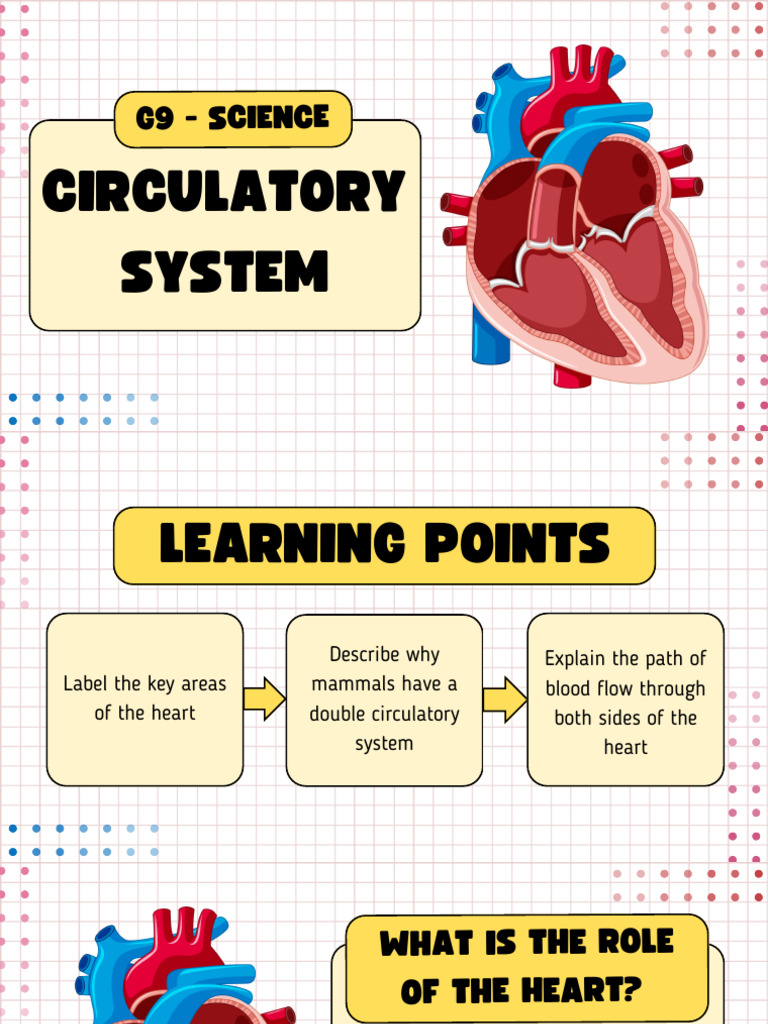 Gr9-Circulatory System | PDF | Heart Valve | Circulatory System