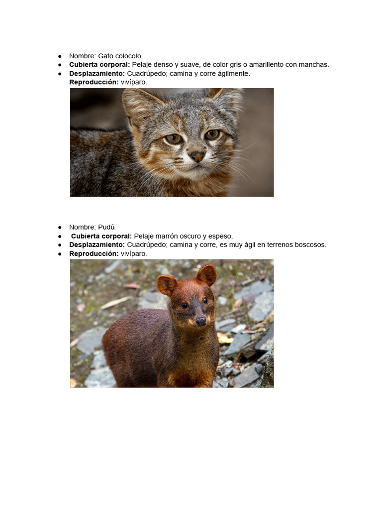 10 Animales Típicos Chilenos | PDF