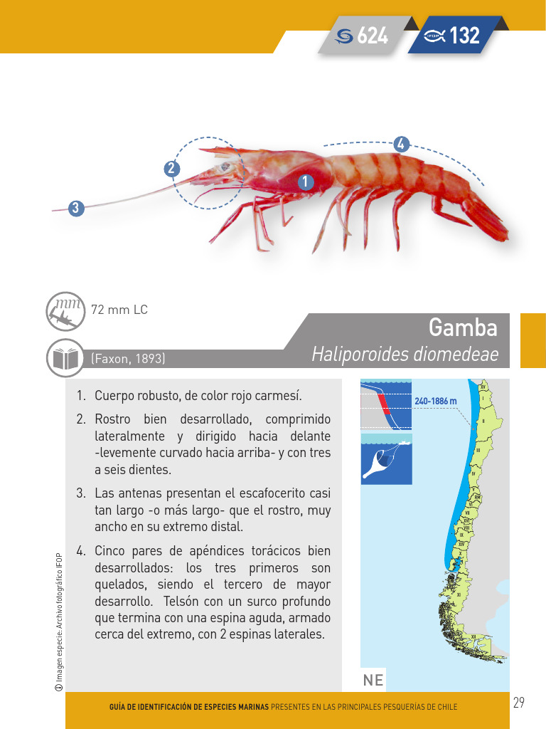 Gamba Ifop | PDF