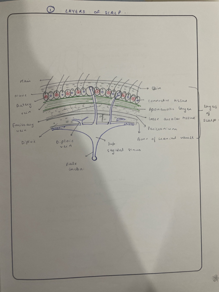 Head and Neck - Gross | PDF