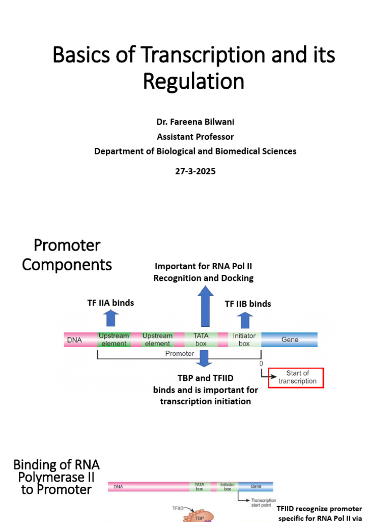 Basics of Transcription and Its Regulation | PDF | Messenger Rna | Rna